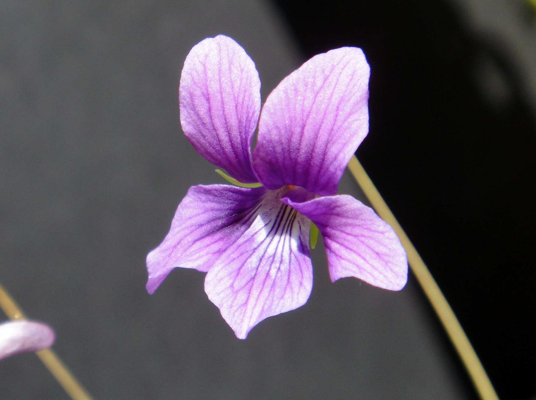 Viola philippica Cavanilles var. pseudojaponica (Nakai) Y. S. Chen